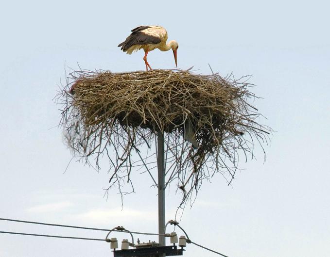 Grįžtančių gandrų jau laukia virš 1000 saugių lizdaviečių | Šilutės žinios