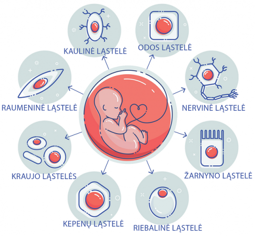 Ar verta naujagimio kamienines ląsteles saugoti audinių banke ...